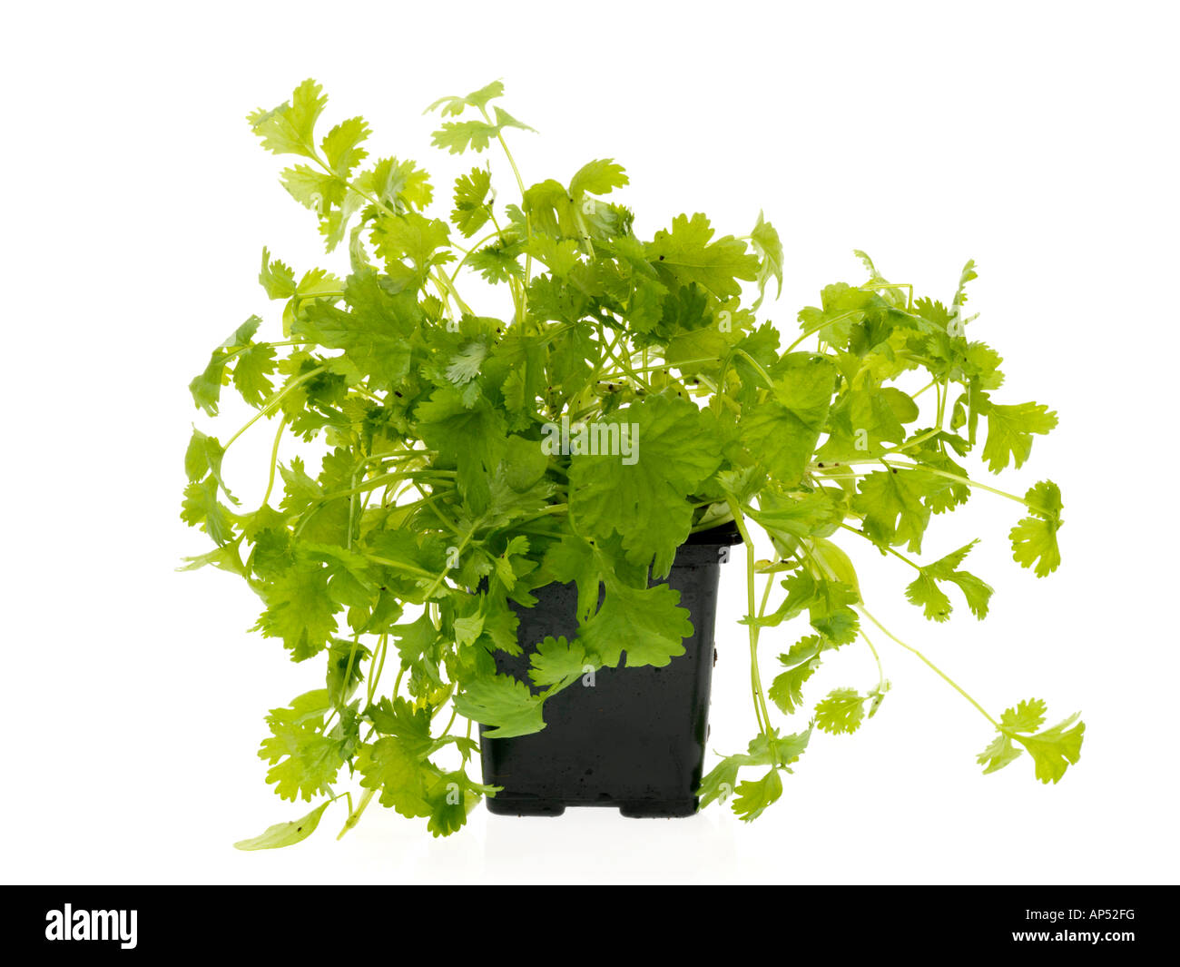 Flat Leaf Parsley Plant Stock Photo - Alamy