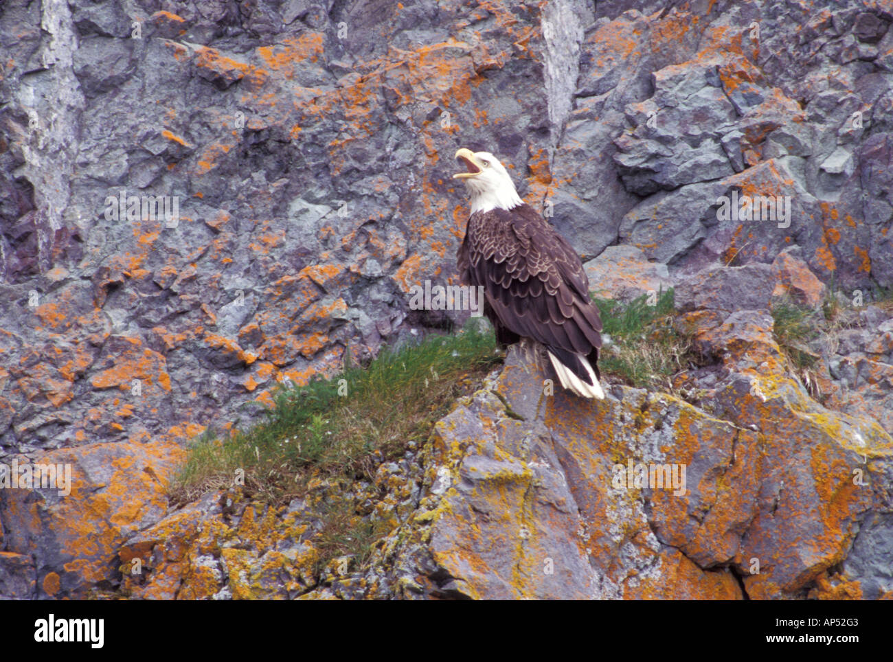 Unalaska wildlife hi-res stock photography and images - Alamy