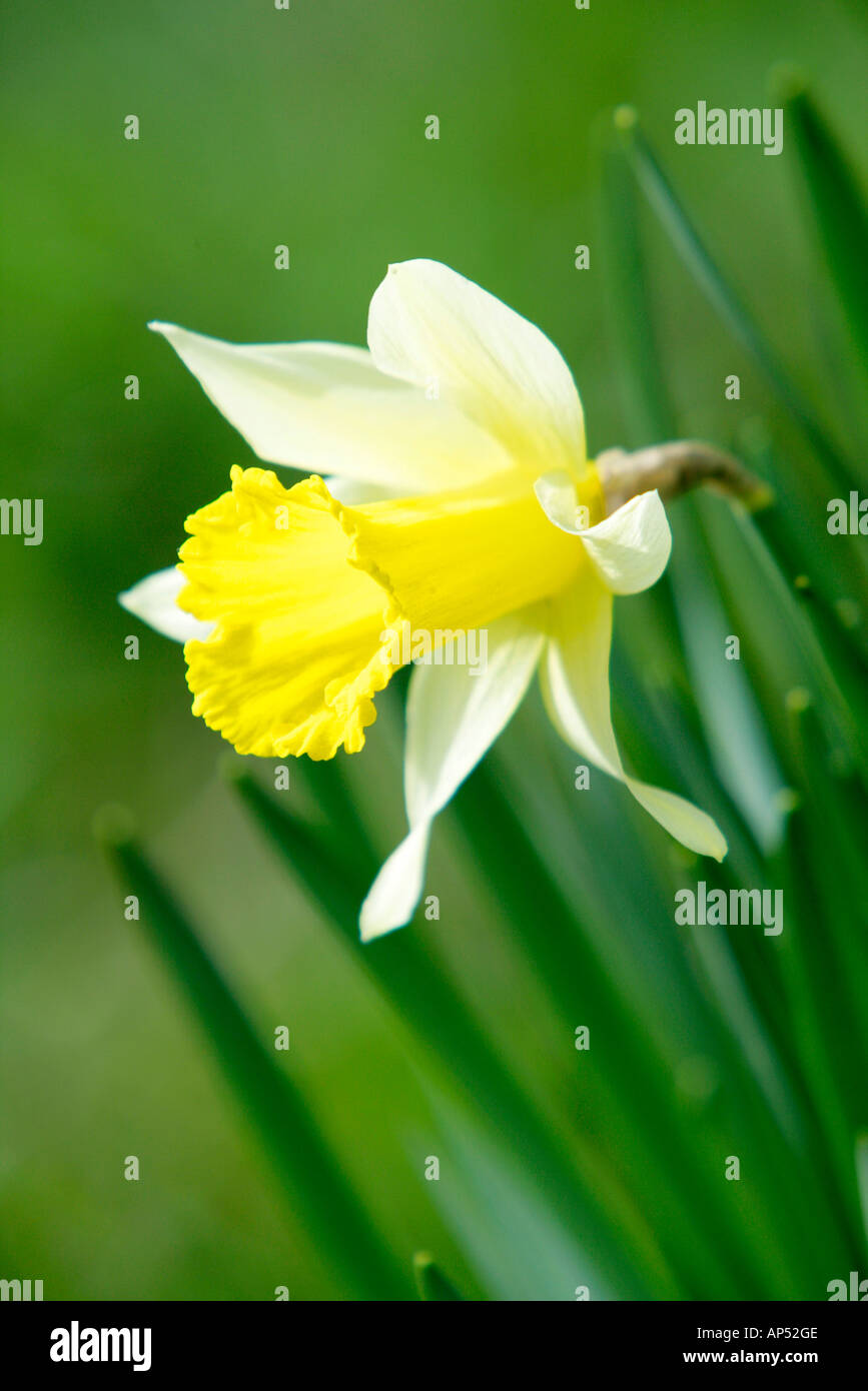 Radiant daffodil hi-res stock photography and images - Alamy