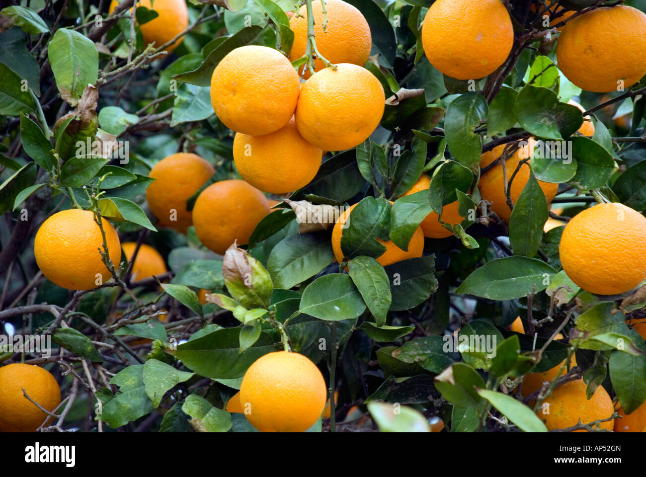 Orange Citrus Fruit Majorca Mallorca Stock Photos & Orange Citrus Fruit ...