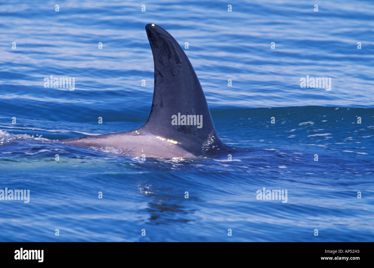 North America, USA, Alaska, Orcha fin, Orcinus orca Stock Photo - Alamy