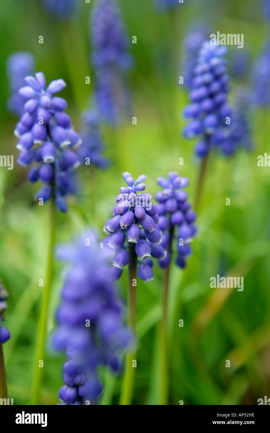 Terminal raceme hi-res stock photography and images - Alamy