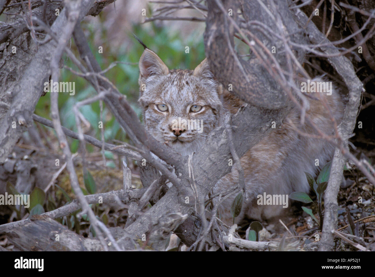 Lynx Linx High Resolution Stock Photography and Images - Alamy