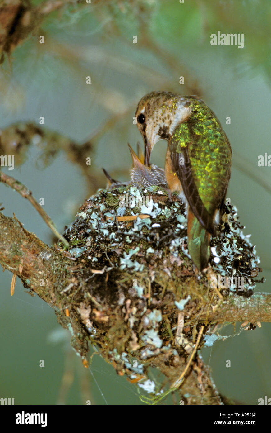 Alaska hummingbird hi-res stock photography and images - Alamy