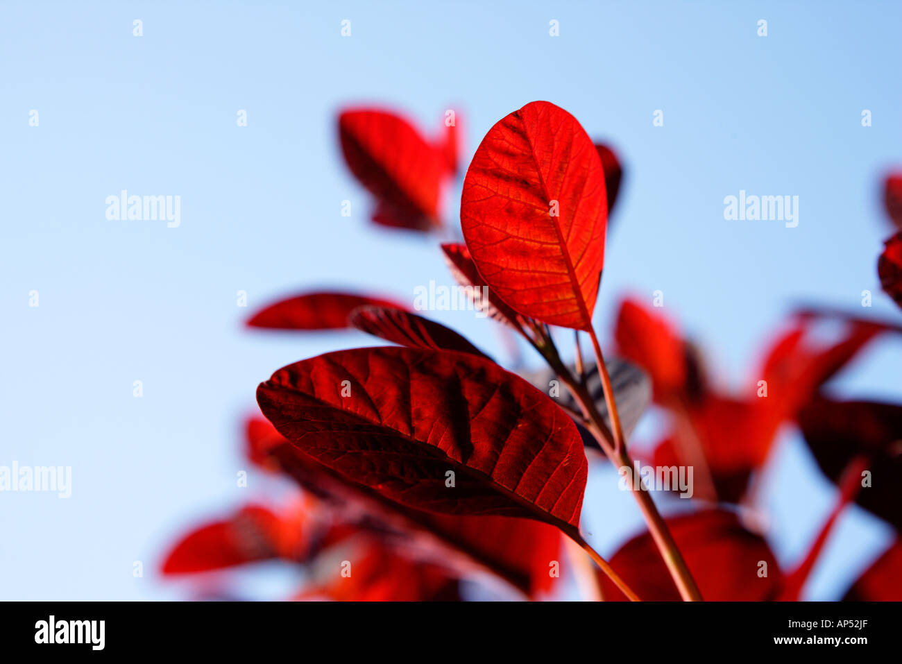 Cotinus flame hi-res stock photography and images - Alamy