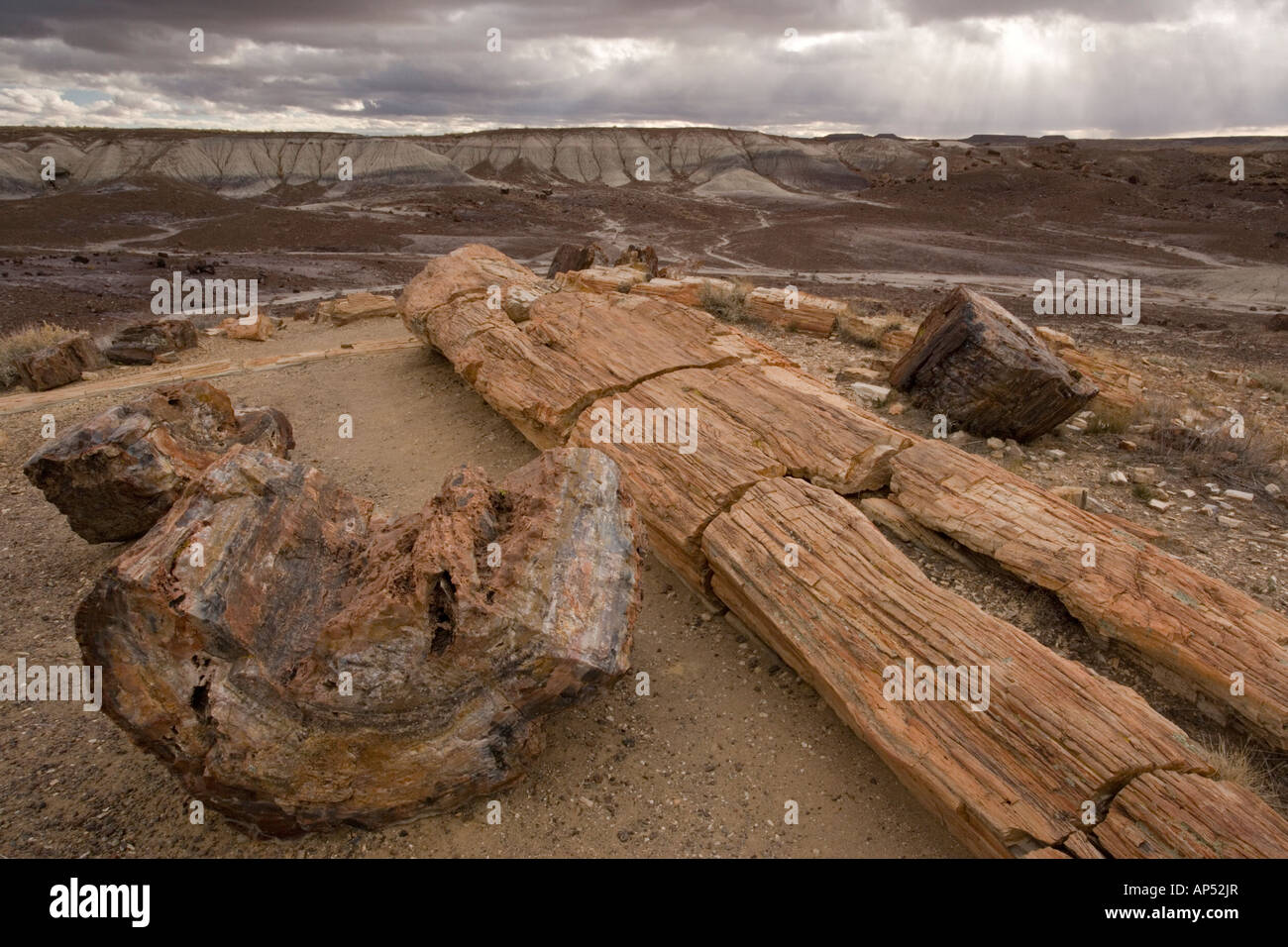 Petrified Forest National Park, Arizona fossil tree trunks from c 225 ...