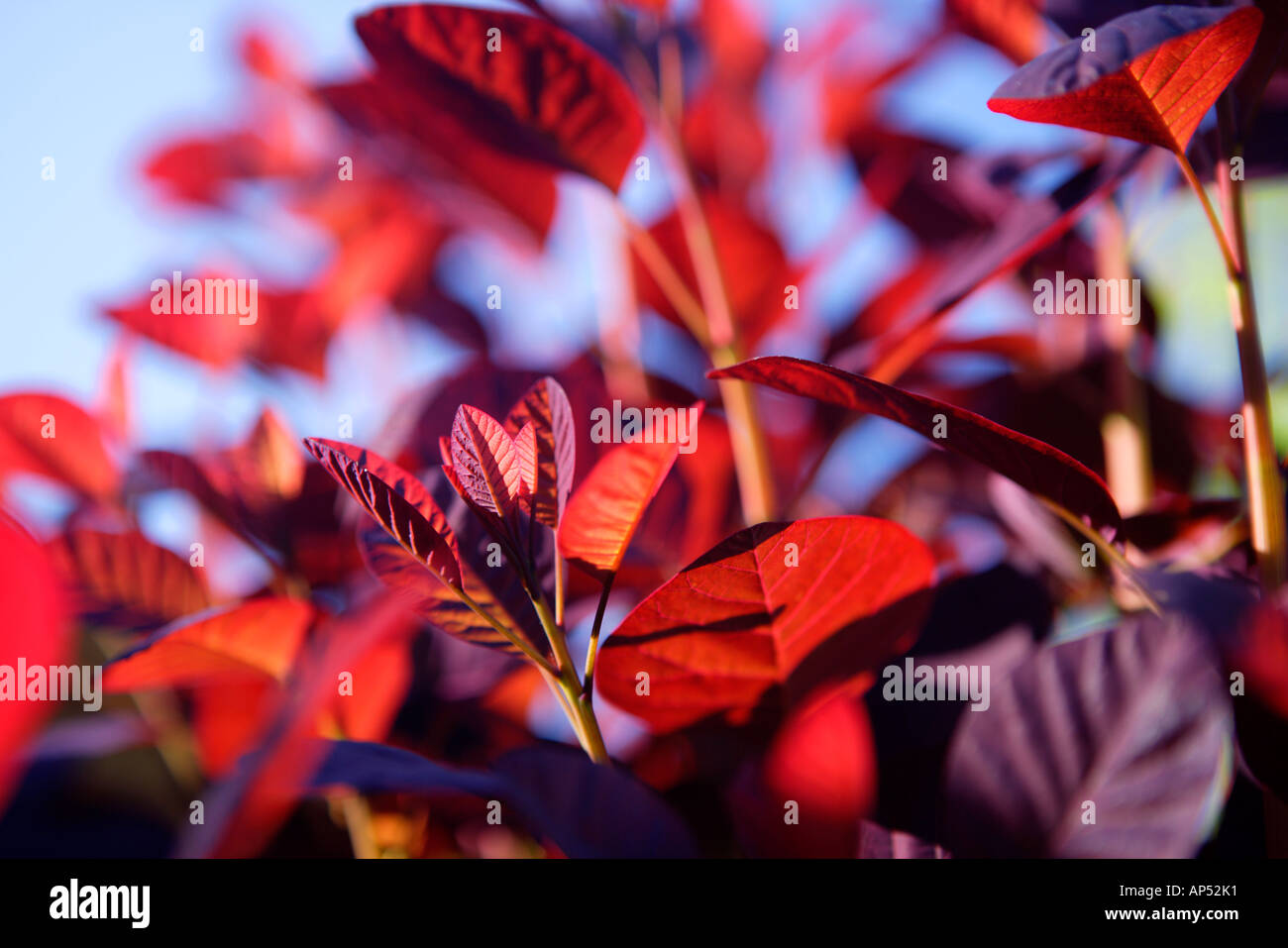 Cotinus coggyria hi-res stock photography and images - Alamy