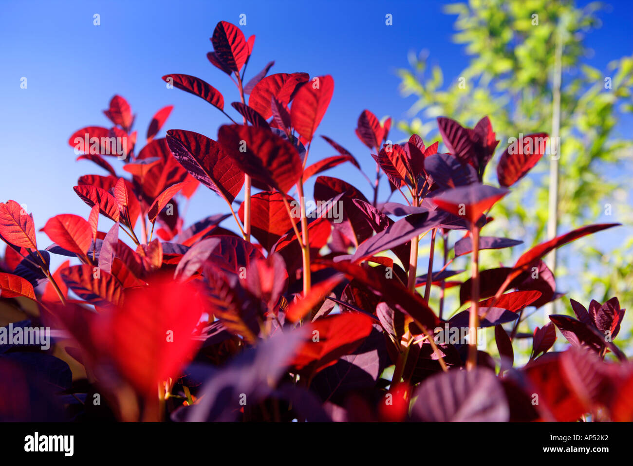 Cotinus flame hi-res stock photography and images - Alamy