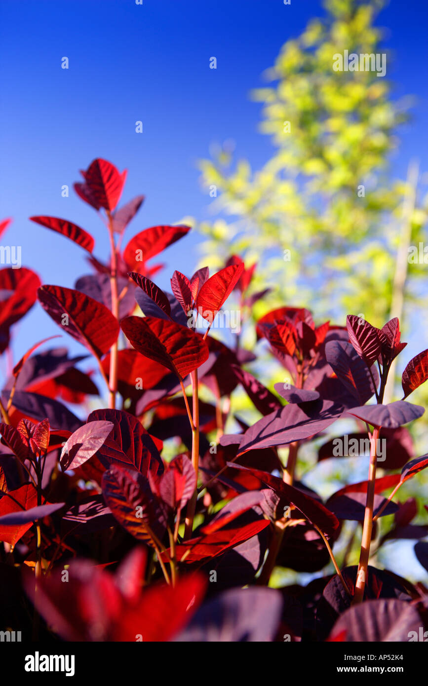 Cotinus flame hi-res stock photography and images - Alamy