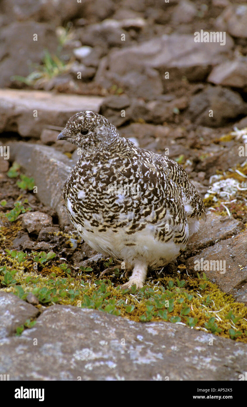 Wrangell st elias national park bird hi-res stock photography and ...