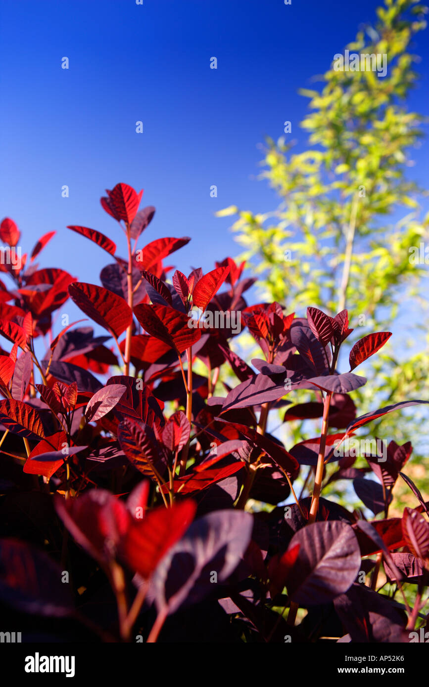 Cotinus flame hi-res stock photography and images - Alamy