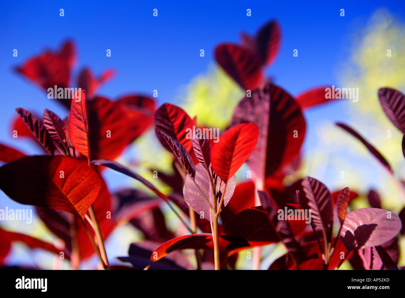 Cotinus flame hi-res stock photography and images - Alamy