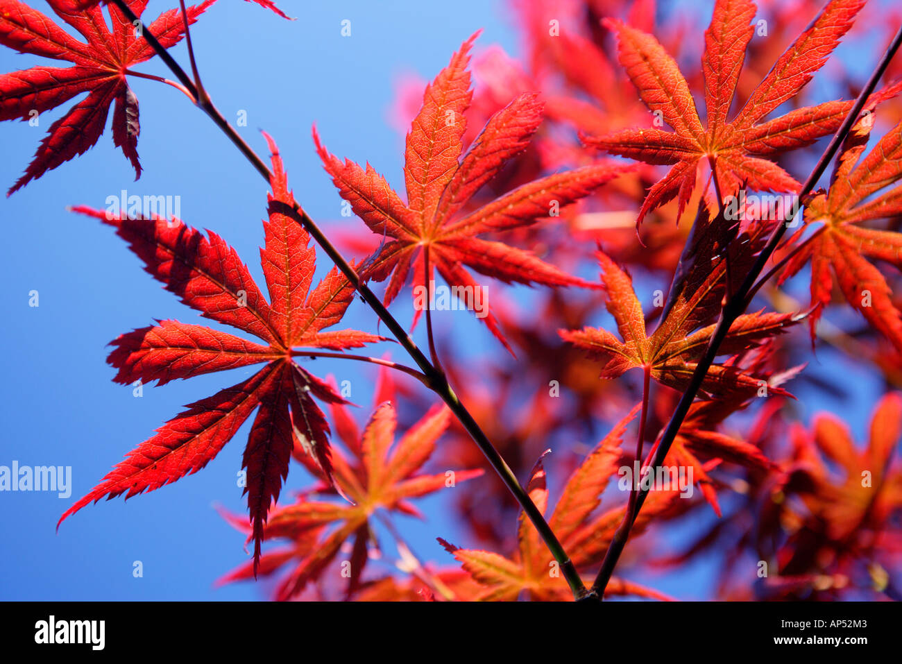 Japanese Maple Acer Palmatum Bloodgood Leaves Stock Photo - Alamy