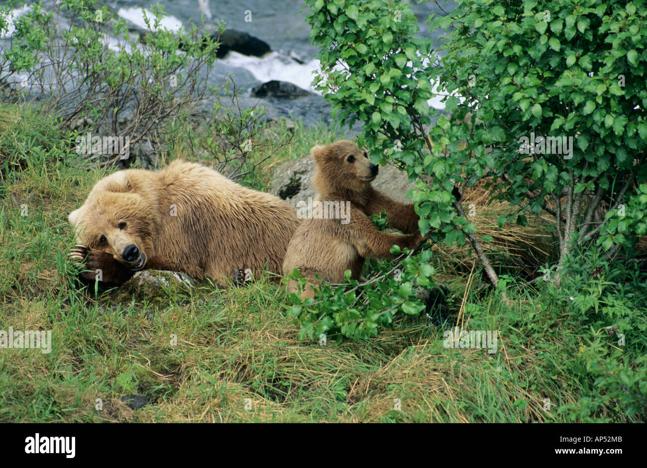 Alaska, Kodiak Island, Kodiak National Wildlife Refuge. Kodiak Brown ...