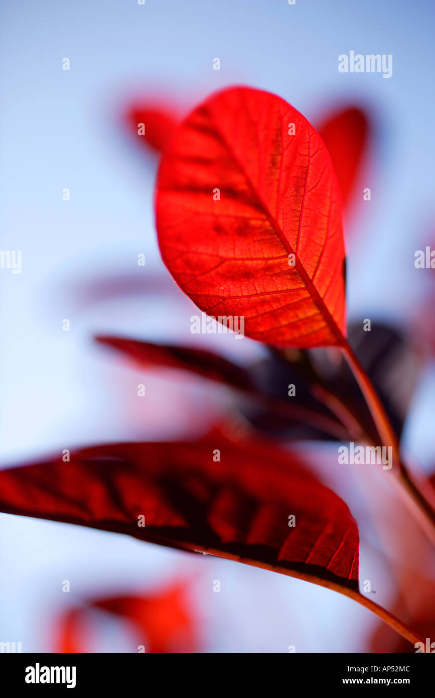 Red Smoke Tree Or Cotinus Coggyria Royal Purple Stock Photo - Alamy
