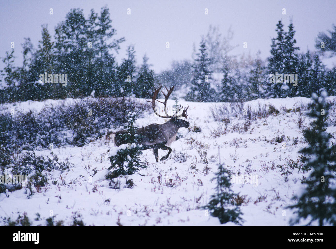 Alaska, Denali National Park, Caribou (Rangifer arcticus) with large ...