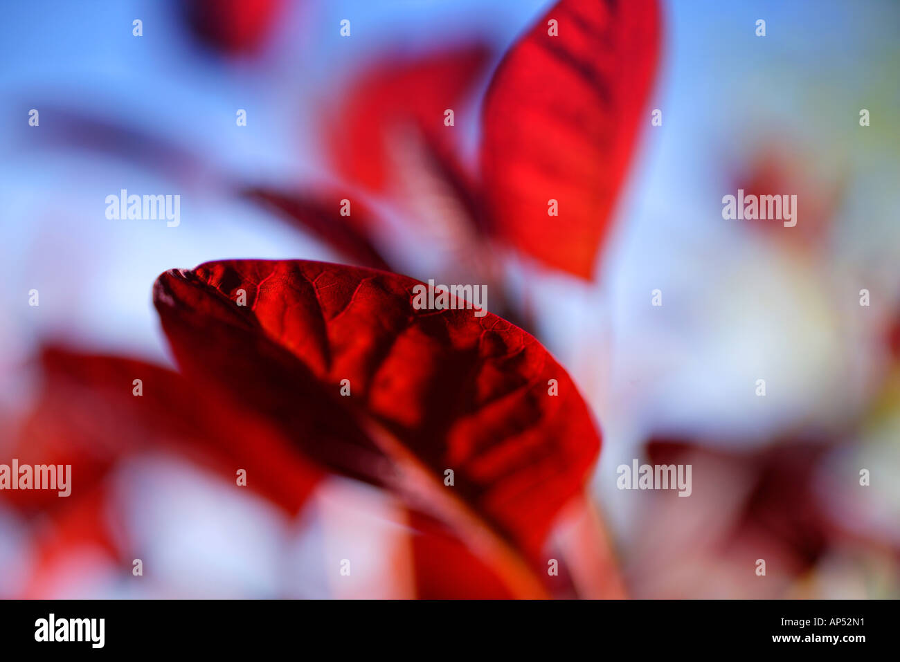 Cotinus flame hi-res stock photography and images - Alamy