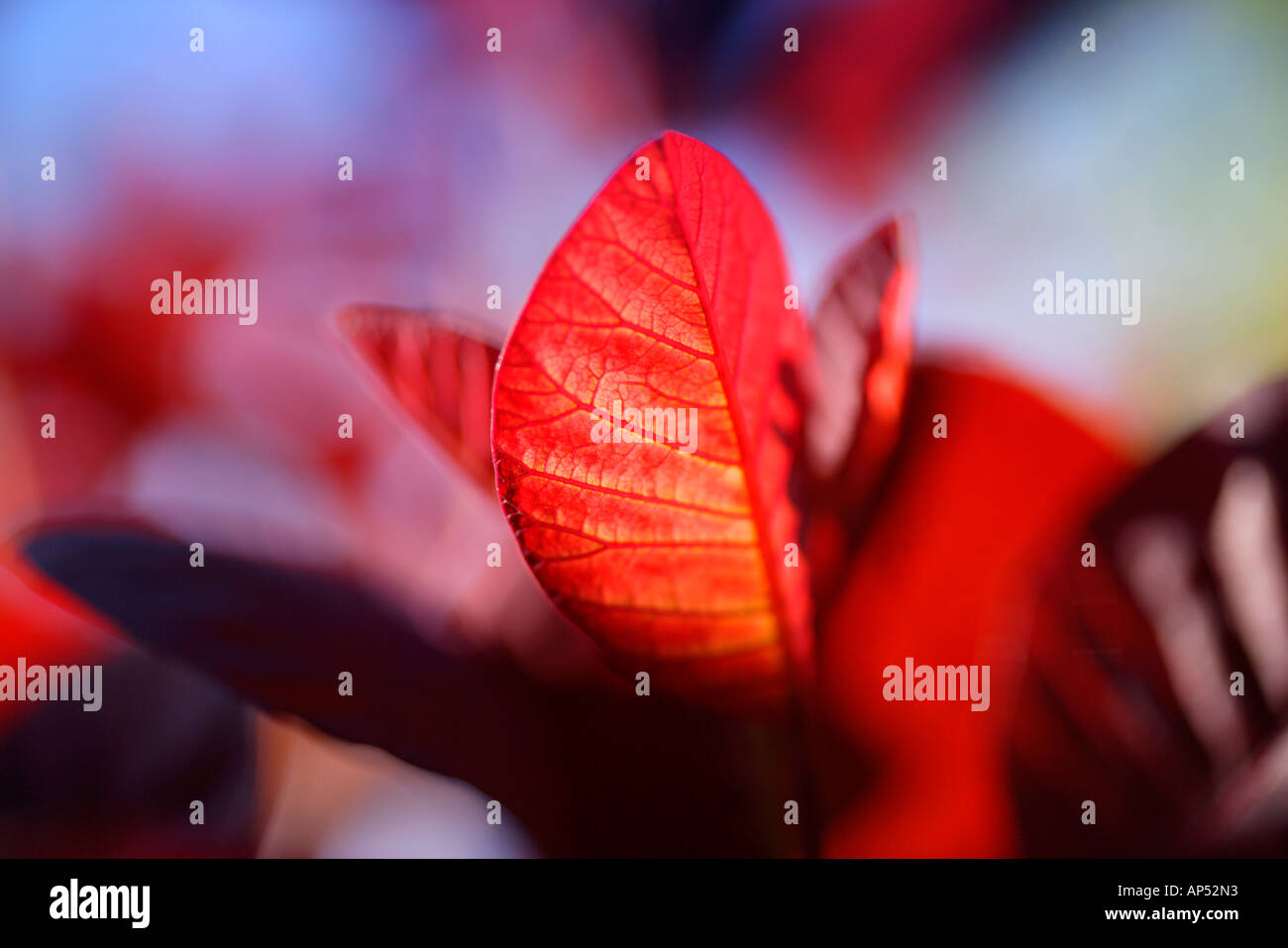 Red Smoke Tree Or Cotinus Coggyria Royal Purple Stock Photo - Alamy