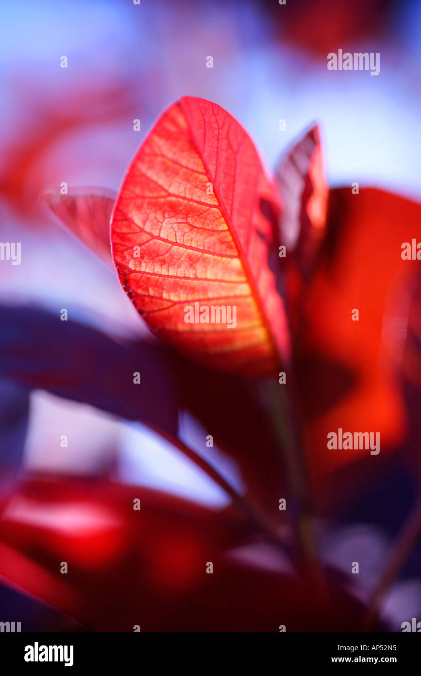 Red Smoke Tree Or Cotinus Coggyria Royal Purple Stock Photo - Alamy
