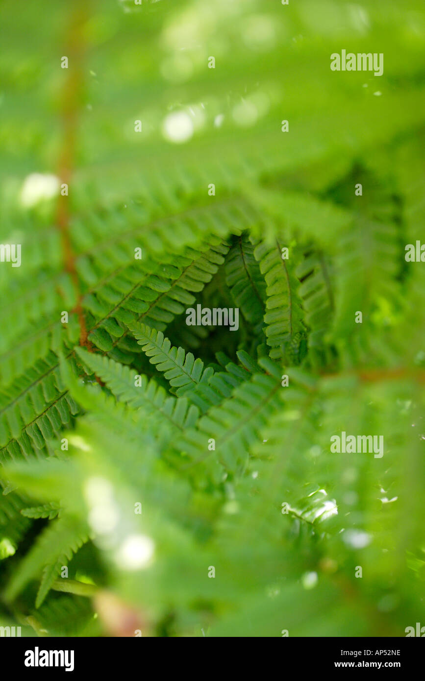 Common Male Fern Stock Photo - Alamy