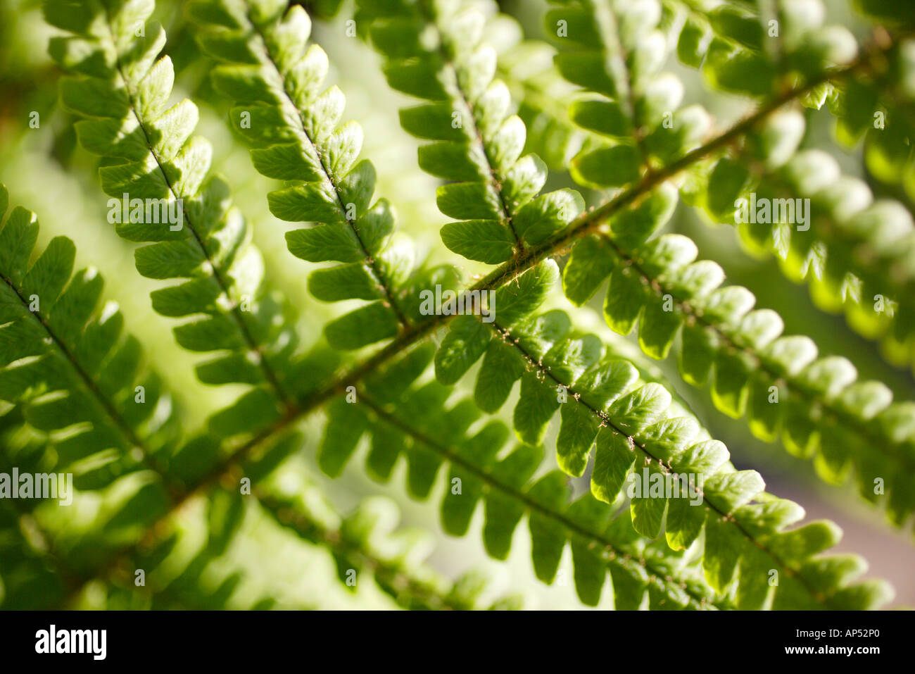 Common Male Fern Stock Photo - Alamy