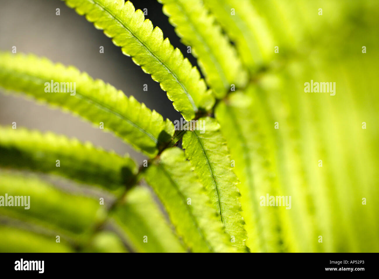Common Male Fern Stock Photo - Alamy