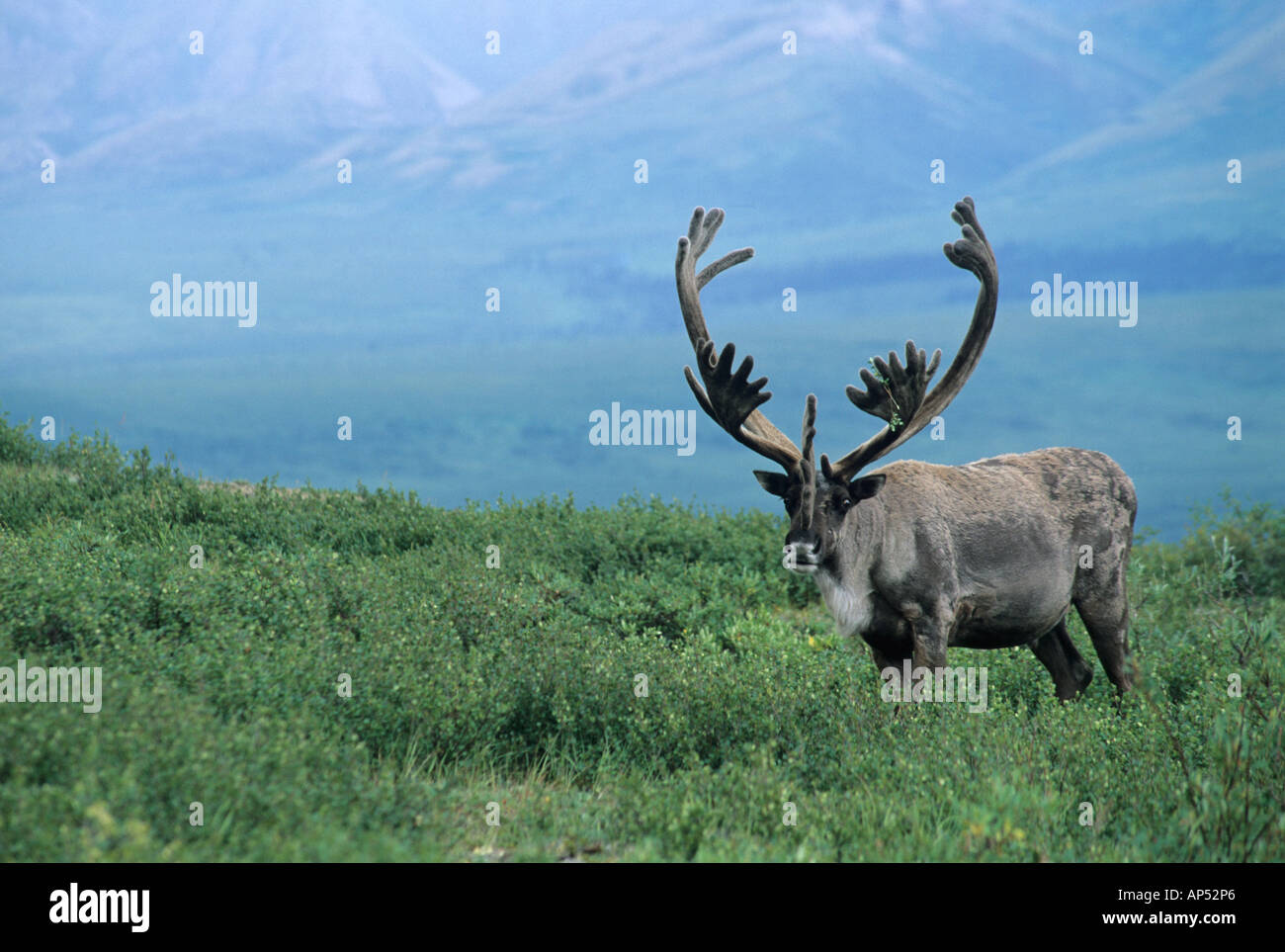 Denali National Park, Alaska. Caribou (Rangifer arcticus) with large ...