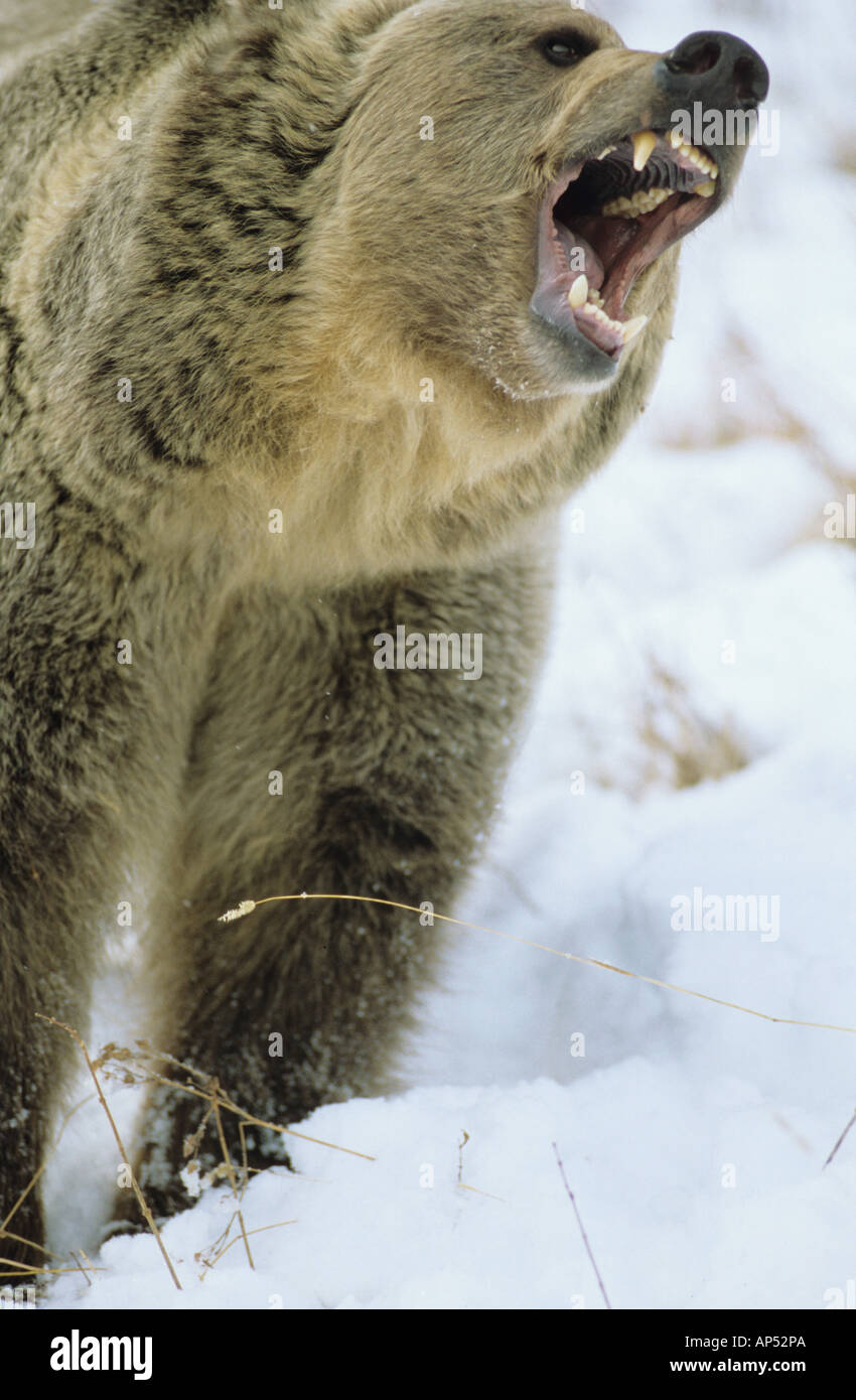 Grizzly bear ursus captive snarling hi-res stock photography and images ...