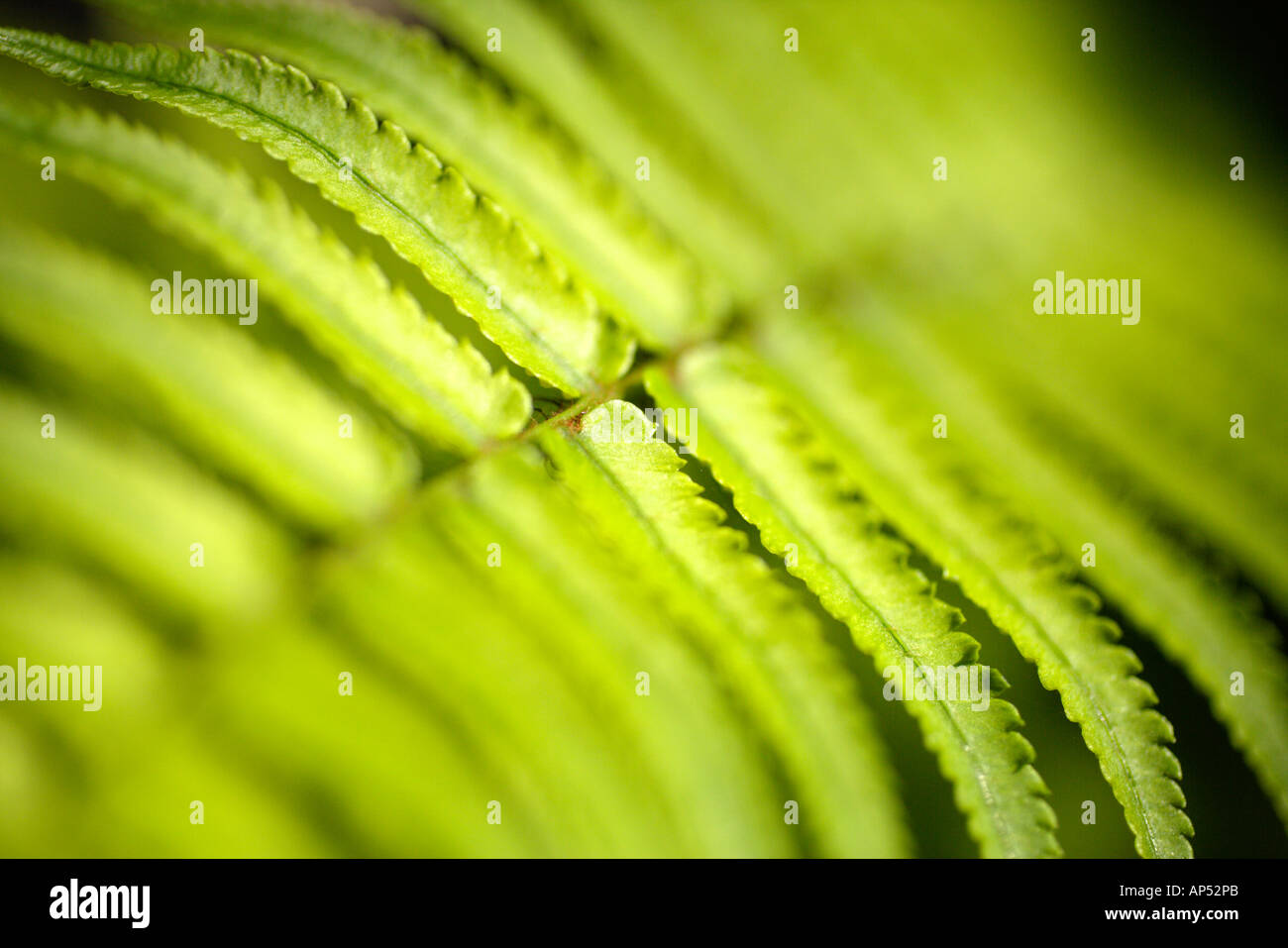 Common Male Fern Stock Photo - Alamy