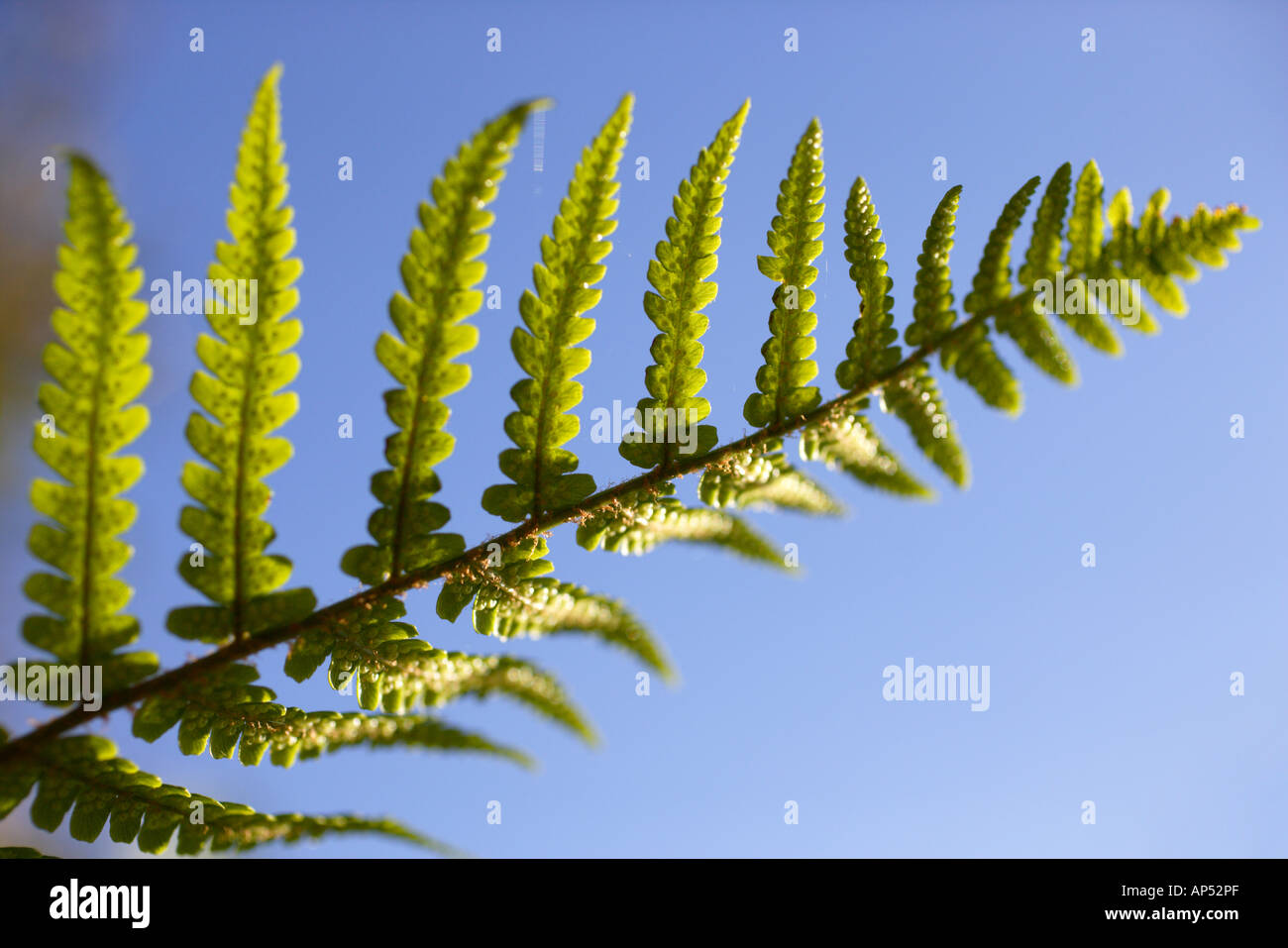 Common Male Fern Stock Photo - Alamy