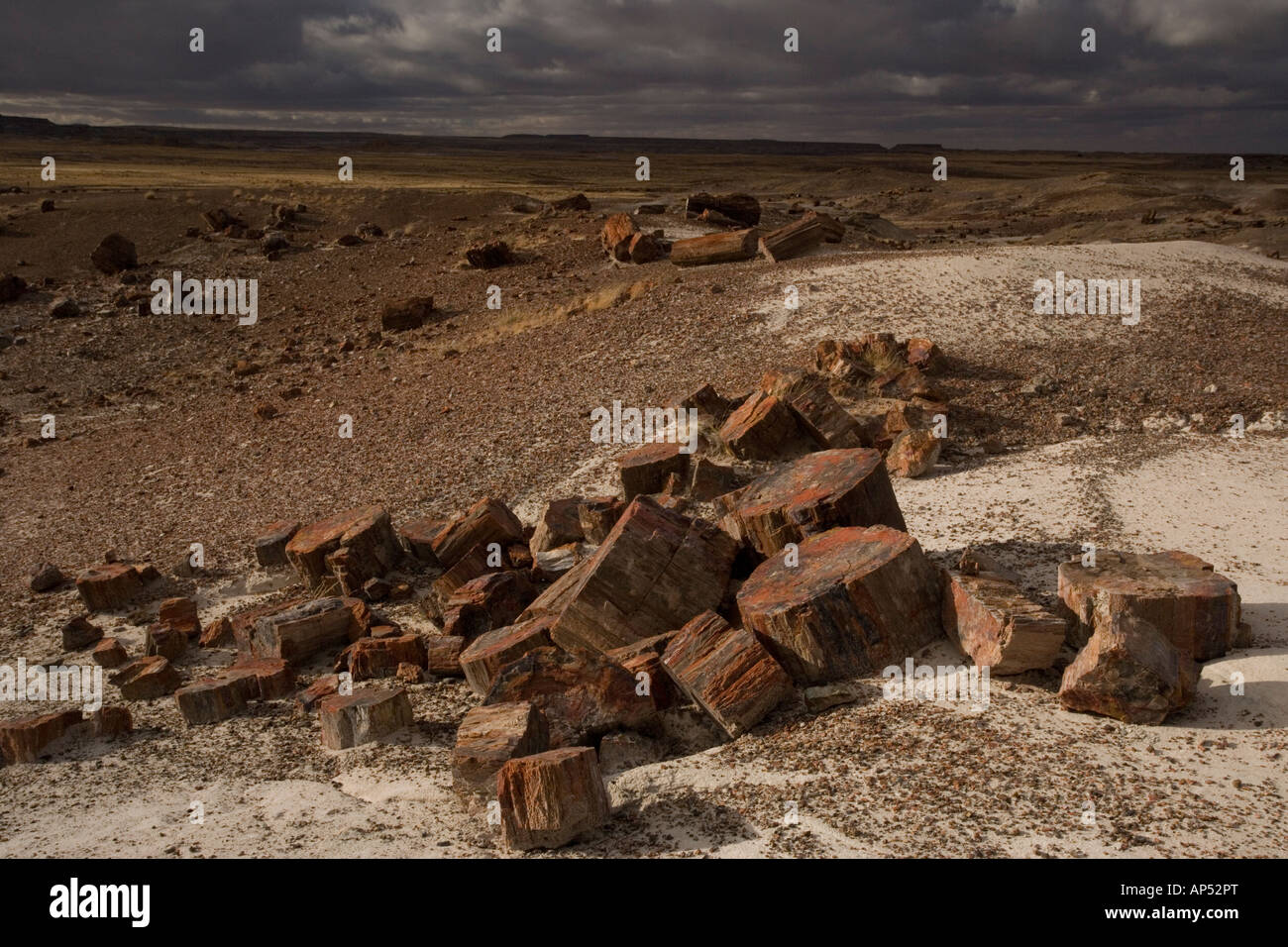Petrified Forest National Park, Arizona fossil tree trunks from c 225 ...
