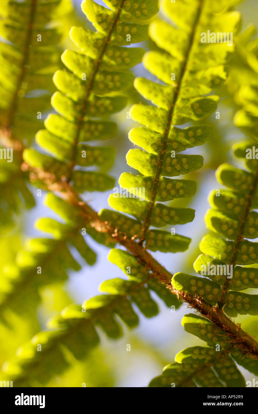 Common Male Fern Stock Photo - Alamy