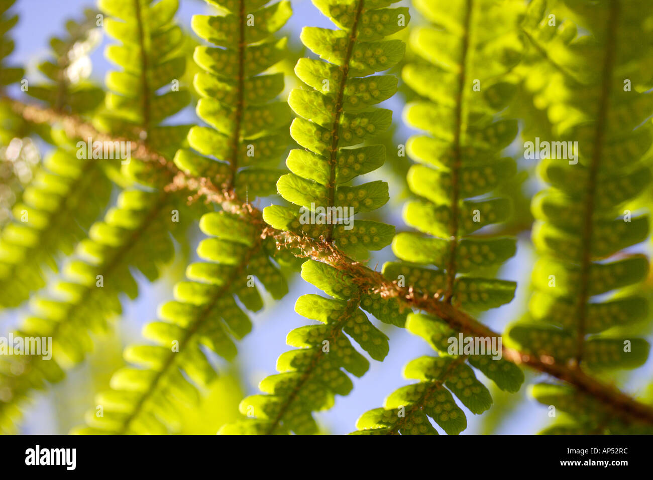 Common Male Fern Stock Photo - Alamy