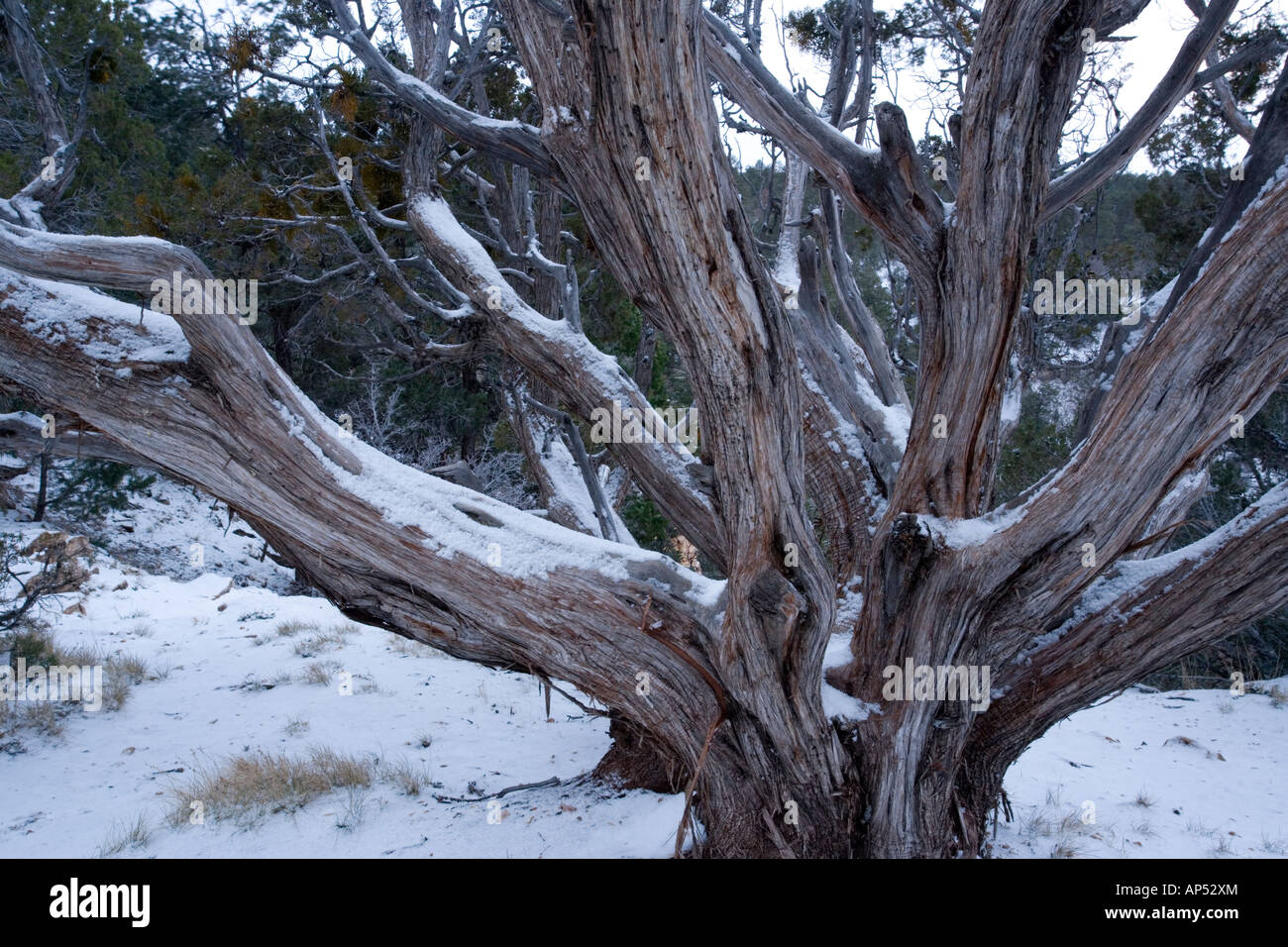 Juniperus utahensis hi-res stock photography and images - Alamy