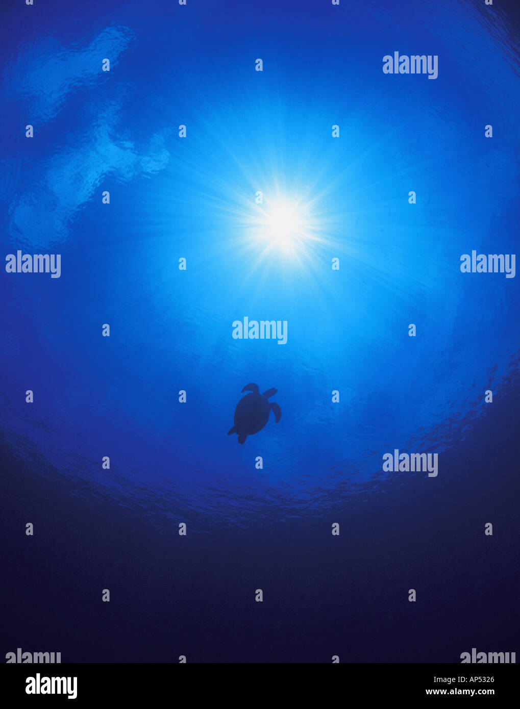 Marine Life Underwater Stock Photo - Alamy