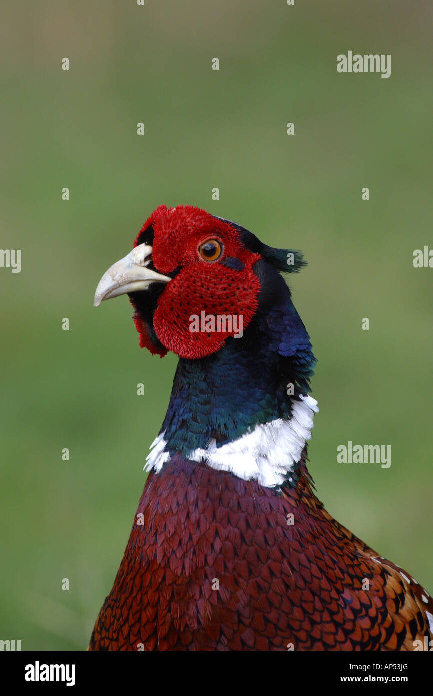 Lone pheasant hi-res stock photography and images - Alamy