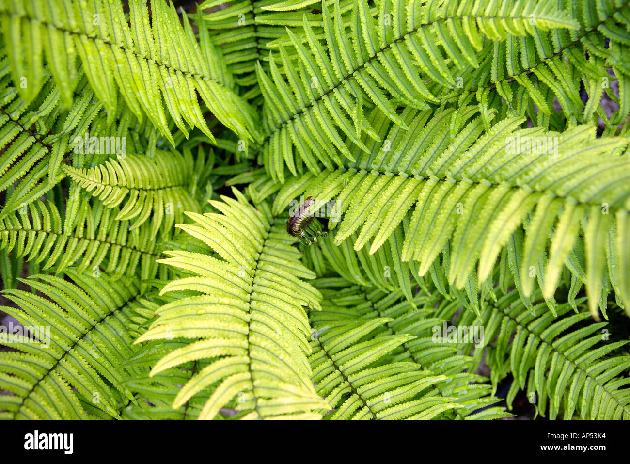 Common Male Fern or Male Fern Dryopteris filix mas Stock Photo - Alamy