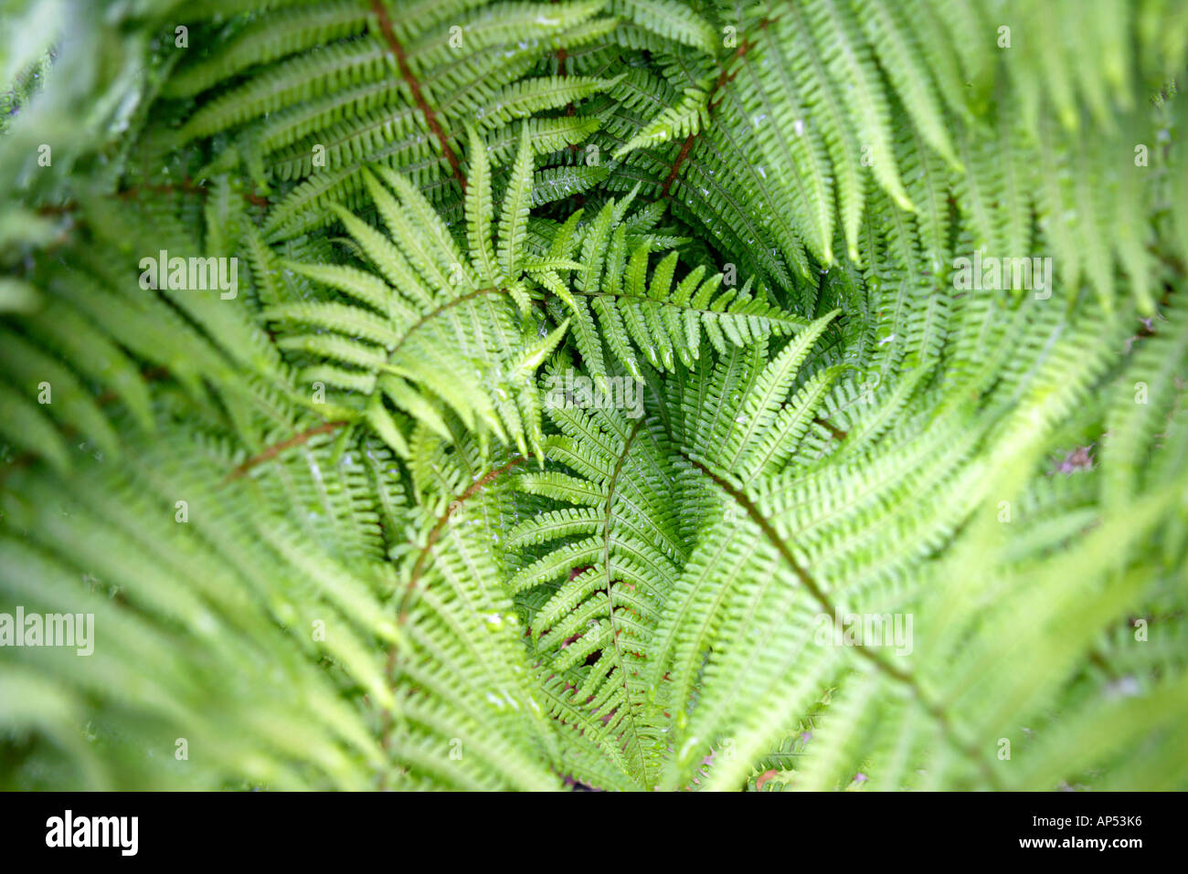 Common Male Fern or Male Fern Dryopteris filix mas Stock Photo - Alamy