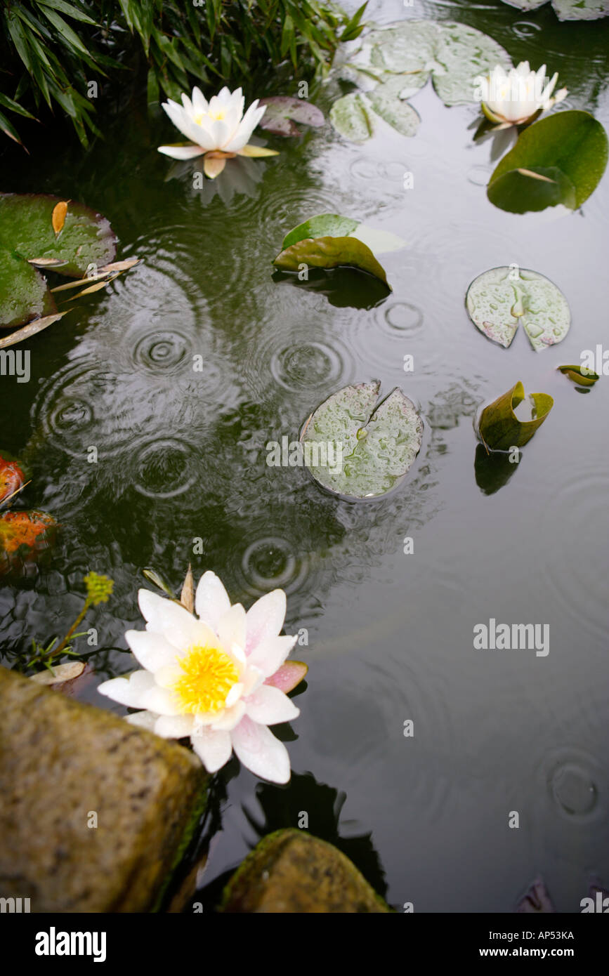 Monet lily pads hi-res stock photography and images - Alamy