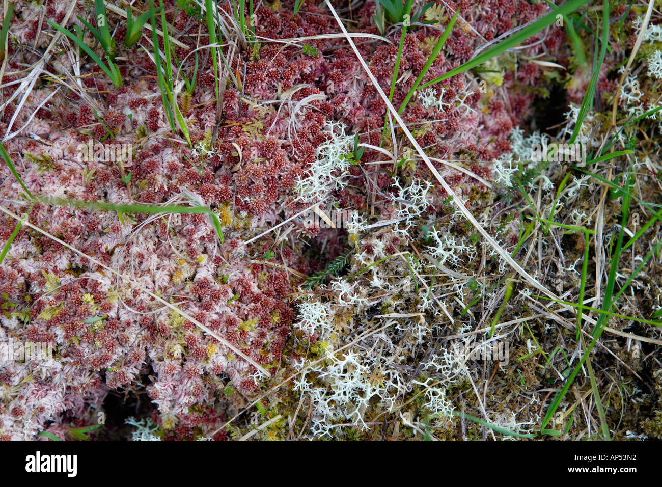Moss morphology hi-res stock photography and images - Alamy