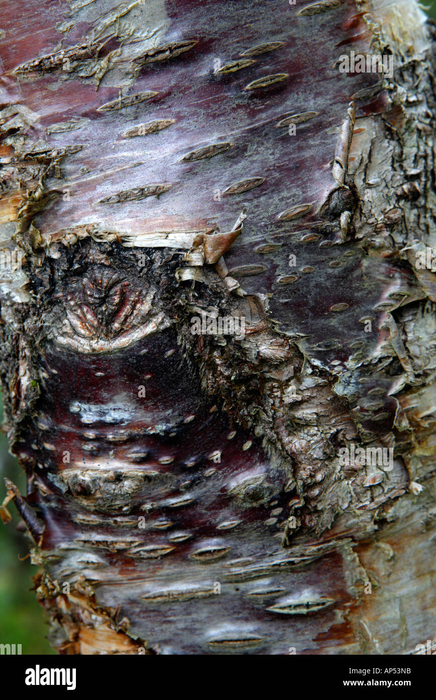 Great britain curling silver hi-res stock photography and images - Alamy