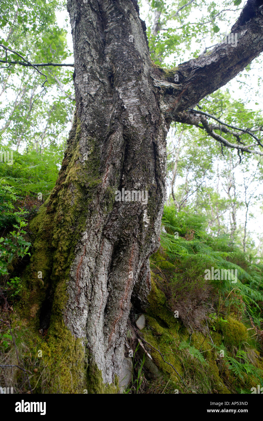 Scottish fern leaves hi-res stock photography and images - Alamy