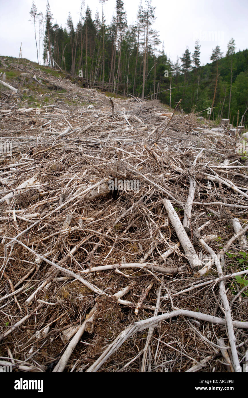 Felled Timber On Edge Of Coniferous Forest Scotland UK Stock Photo - Alamy