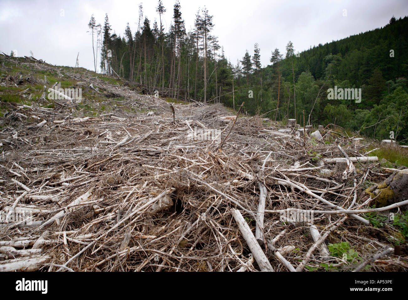 Felled Timber On Edge Of Coniferous Forest Scotland UK Stock Photo - Alamy
