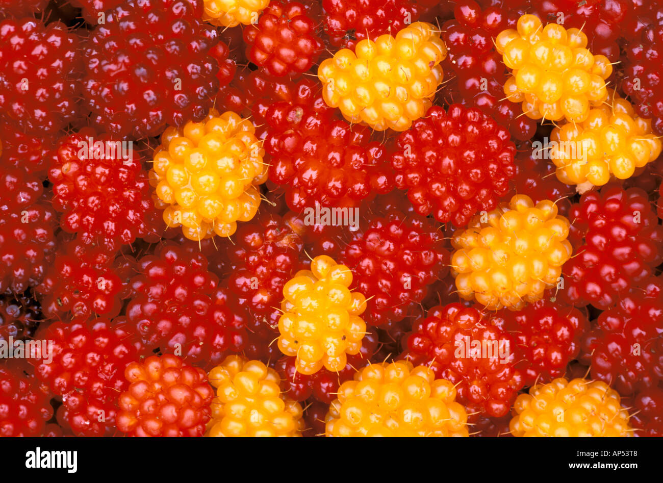 Rubus spectabilis hi-res stock photography and images - Alamy