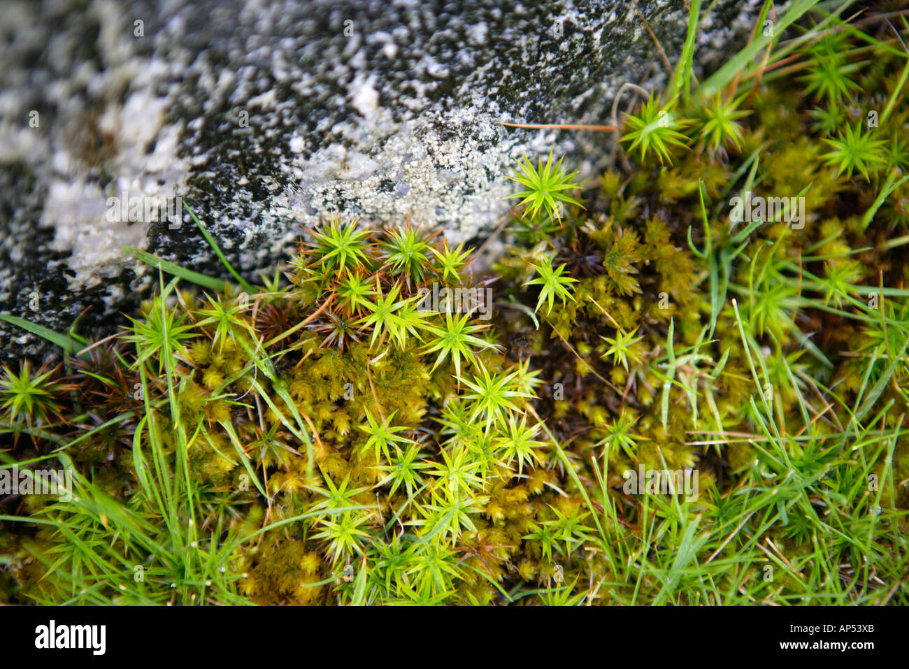 Hair Moss, Polytrichum Commune, Growing On Rock Stock Photo - Alamy