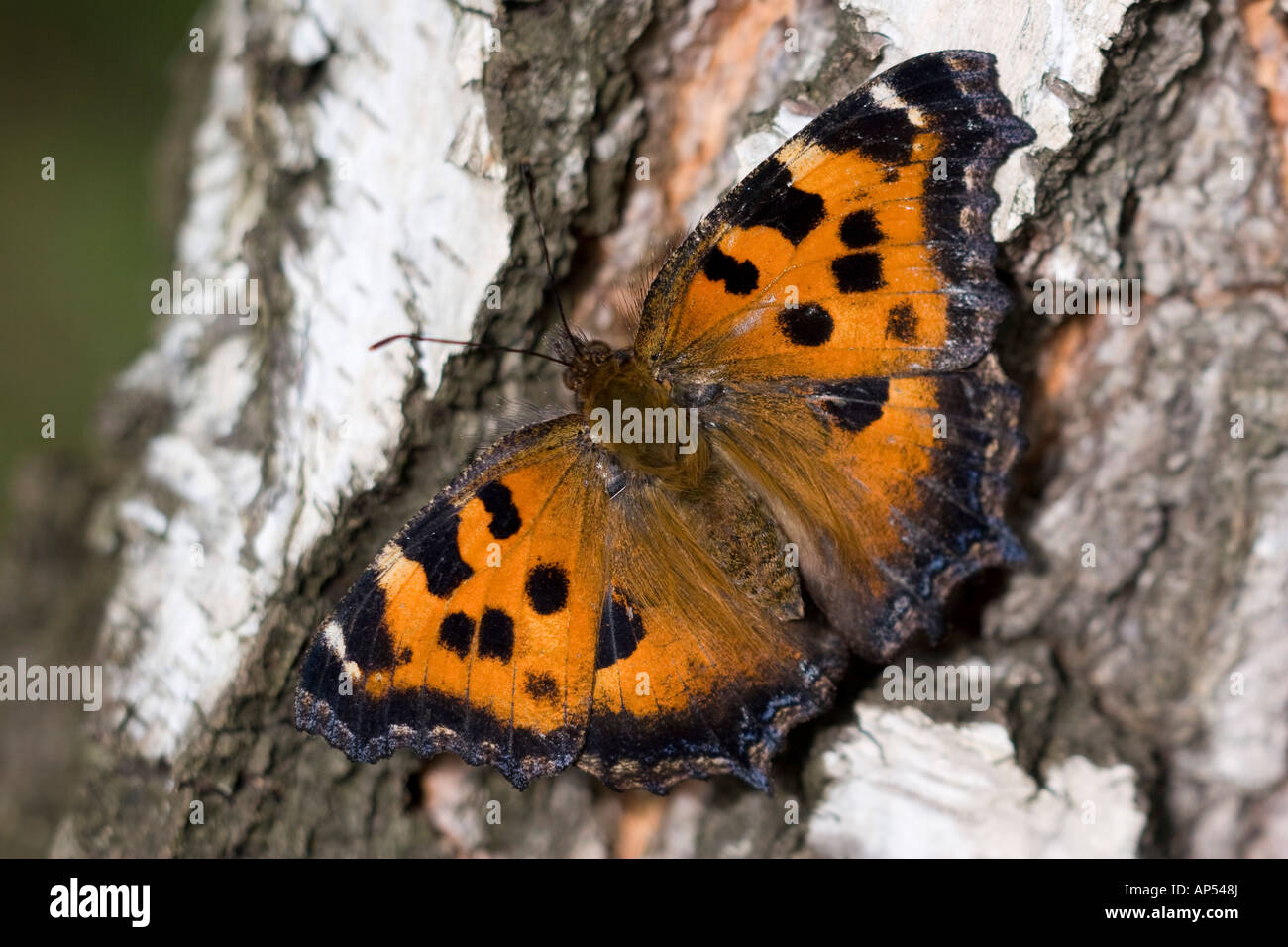 Yellow-legged Tortoiseshell Nymphalis xanthomelas butterfly on bark ...