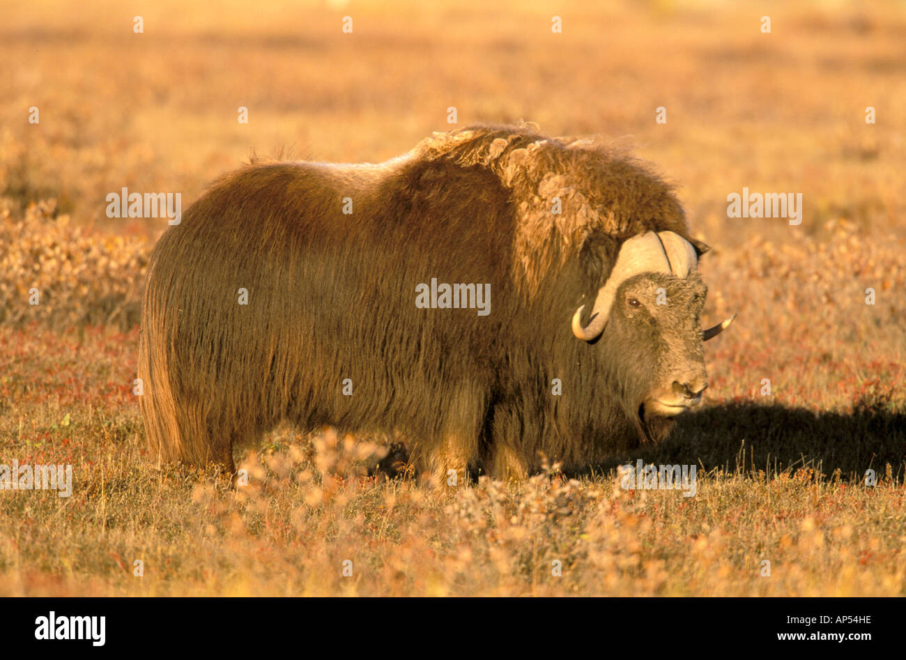 North America, USA, Alaska, Arctic National Wildlife Refuge. Bull musk ...