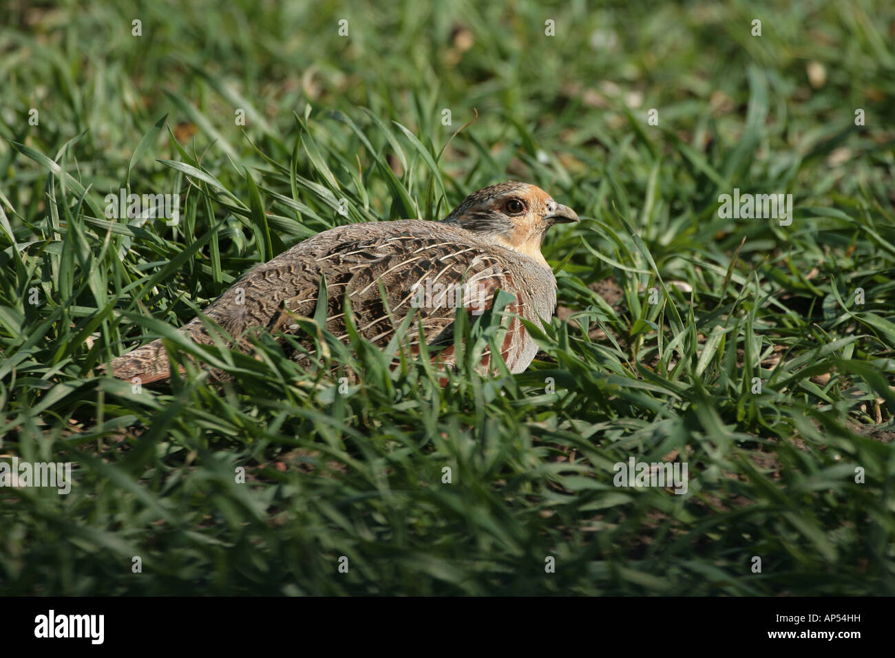 Grey Partridge Perdix perdix Stock Photo - Alamy
