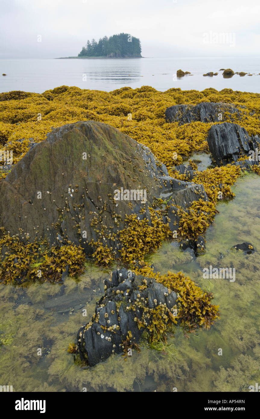 Tide pools and islet in fog at Outer Point Trail, Douglas Island ...
